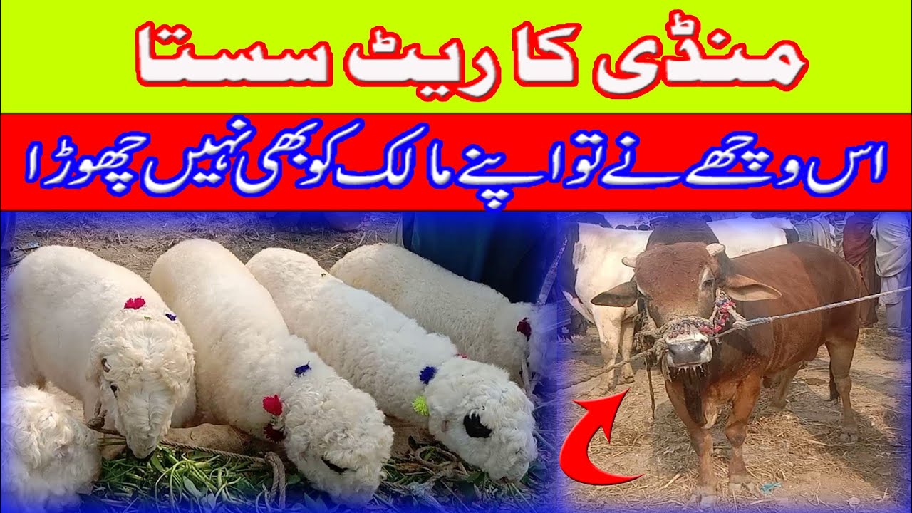 pakistan janwar mandi 2022||Pakistani bakra mandi ||pakistan ki janwar ...