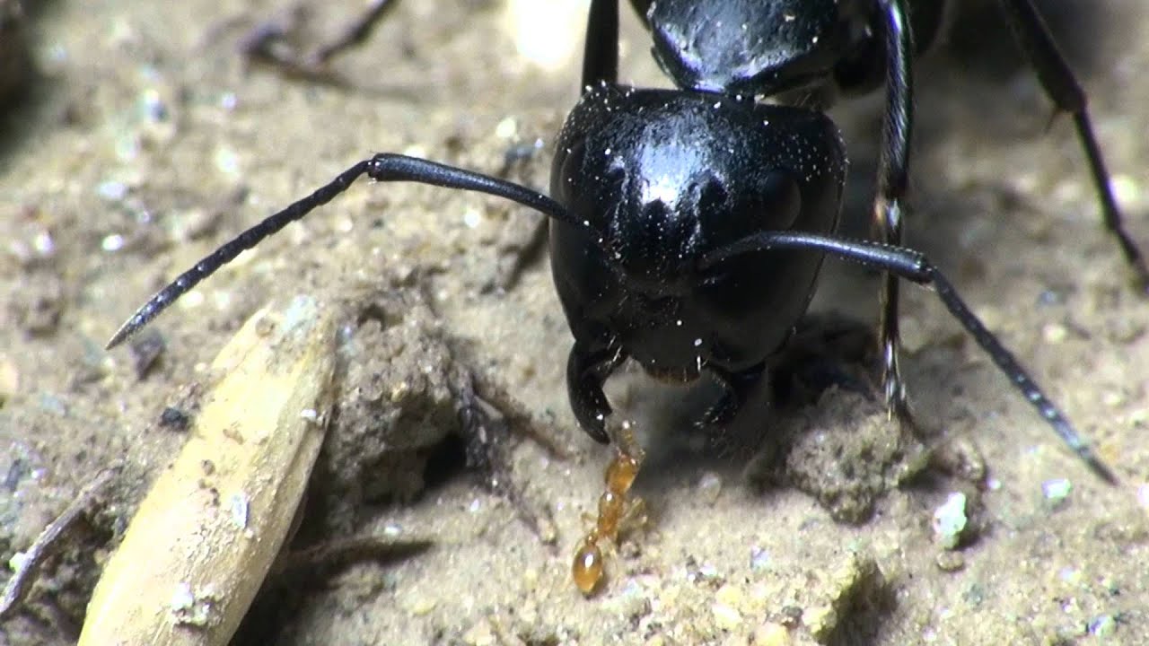 Sony HDR-CX700 Full HD camera test - ant macro video 2. - YouTube