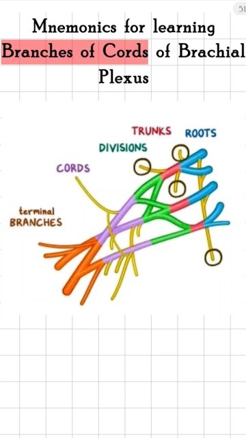 Branches of cords of Brachial plexus #biology #mbbs #mbbslearning# ...