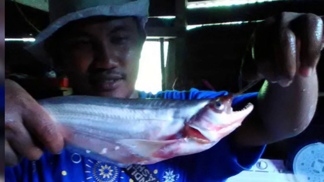 Koleksi ikan hasil pancingan 2020# - YouTube