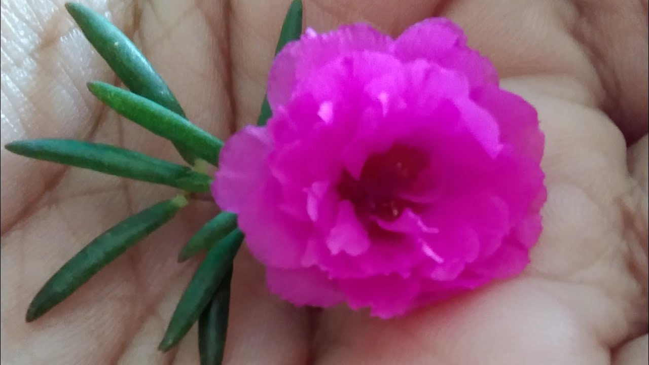 "Doli Doli Song from Sankranthi Movie.@Talentsofdivya - YouTube