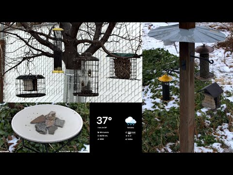 Northern Utah Backyard Birds - YouTube
