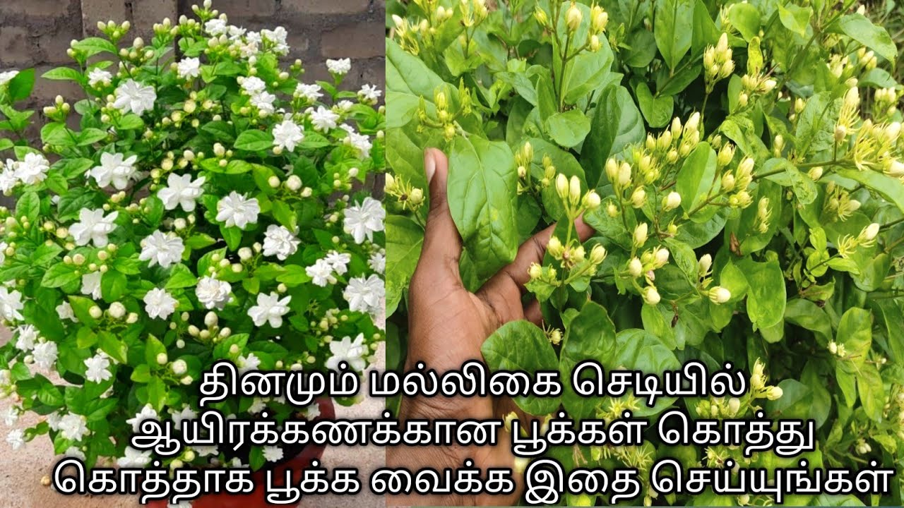 மல்லிகை செடியில் ஆயிரக்கணக்கான பூக்கள் பூக்க இதை செய்யுங்கள்-kundu ...