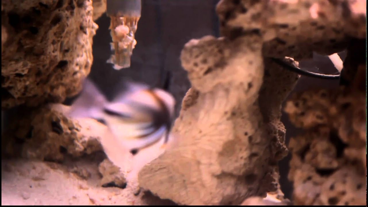 huma huma trigger fish - YouTube
