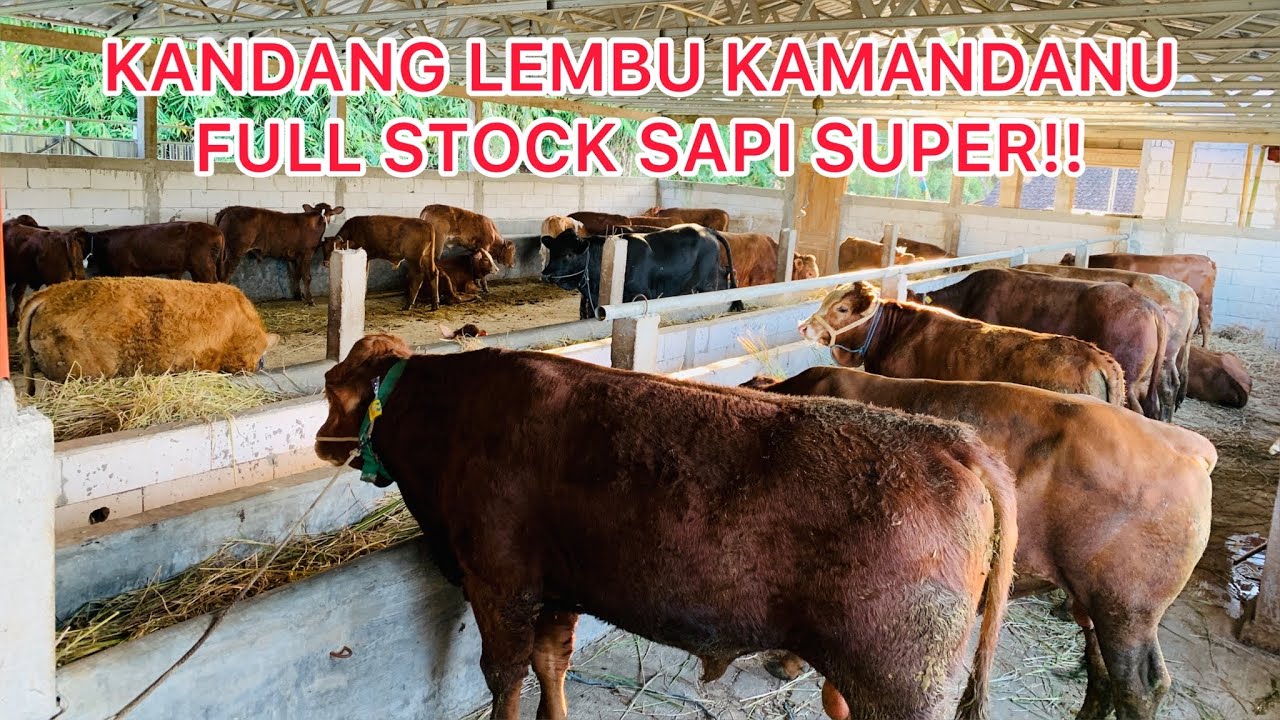 UPDATE HARGA TERBARU DI KANDANG LEMBU KAMANDANU!! - YouTube