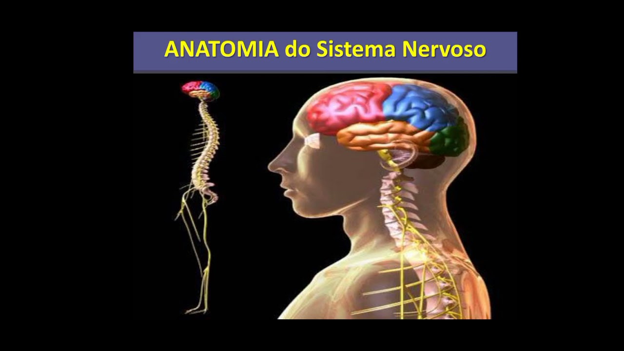 Anatomia Aula 4 - SNC - turma G - YouTube
