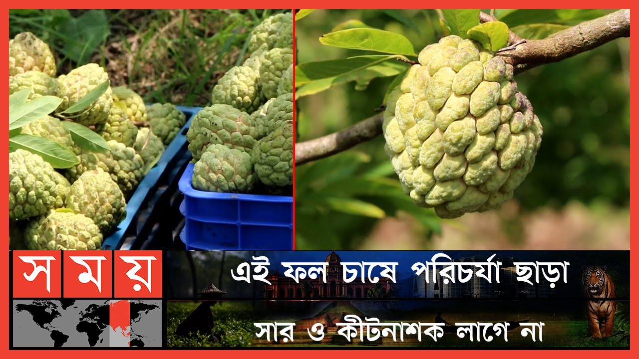 বিলুপ্তির পথে জনপ্রিয় আতা ফল ! | Sugar Apple Cultivation | Ata Fruit ...