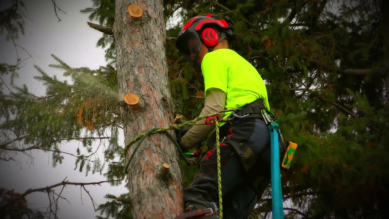 Livingston Tree Service - Epic Trailer - YouTube