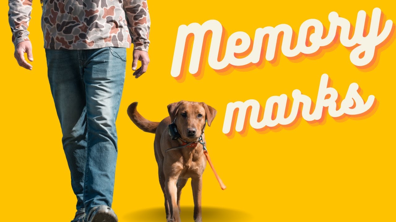 Advanced Duck Dog Training: Memory Marks - YouTube