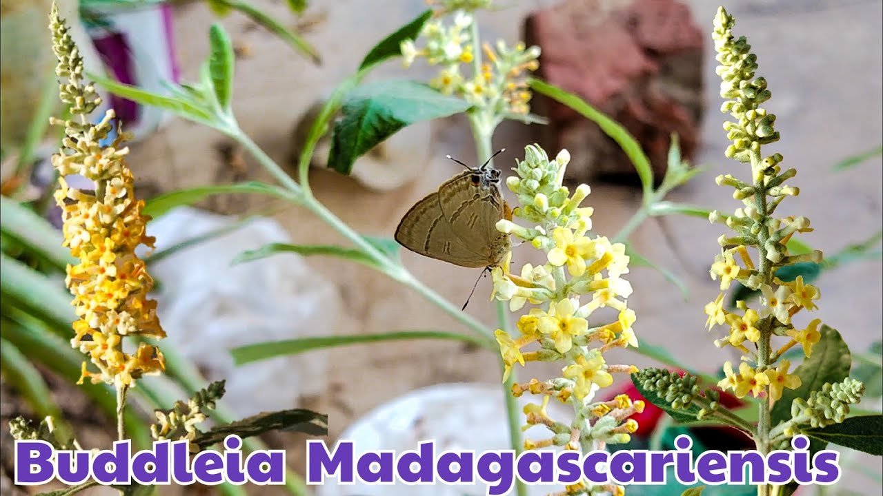Buddleia Madagascariensis Bloom | Slate Flash Butterfly & insects at ...