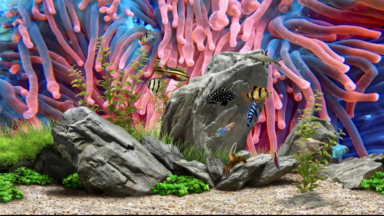 Digital Fish Aquarium 10.5.24 - YouTube
