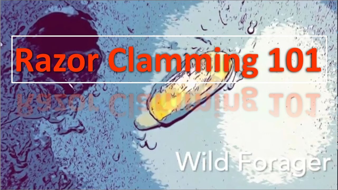 Razor Clamming 101 : all you need to know to start razor clamming in WA ...