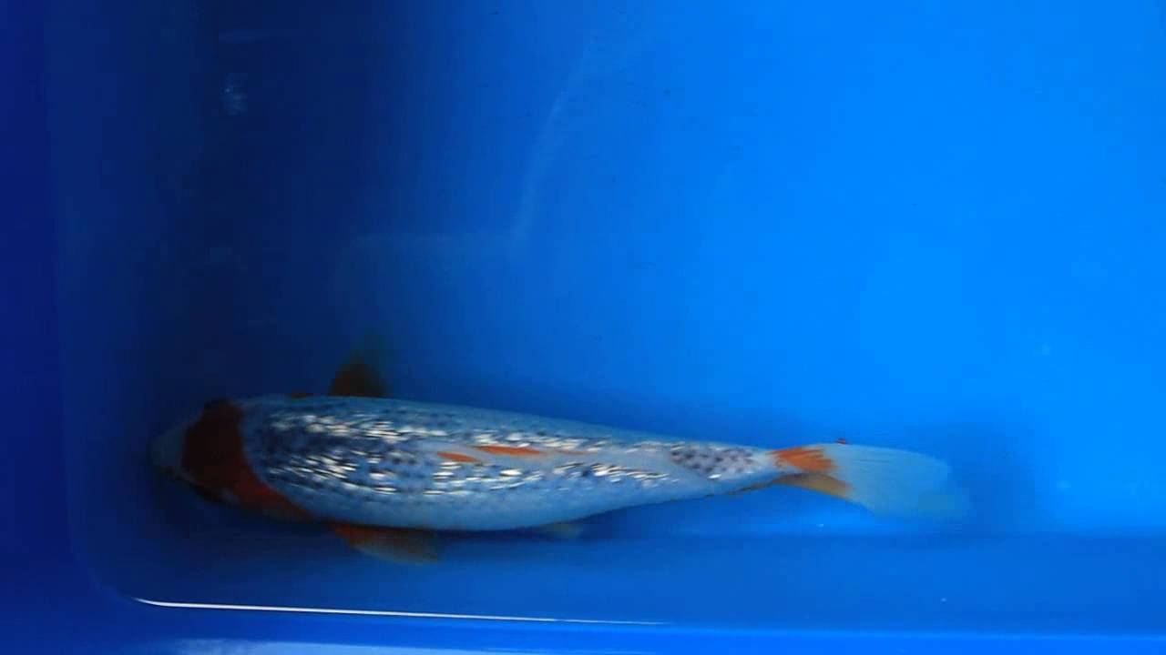 Gin RIn Asagi Koi Carp fish for sale @ love aquatics - YouTube
