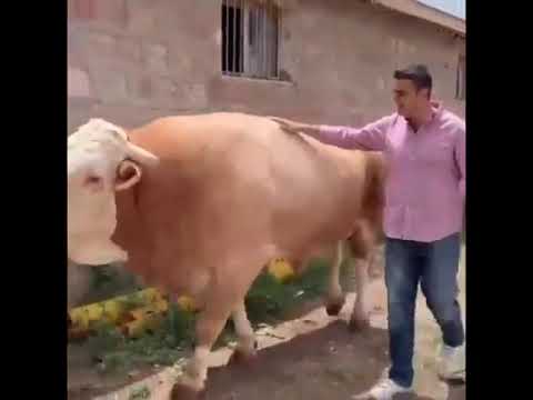 Ben şef Burak ile izlenen öfkeli dana etiyle