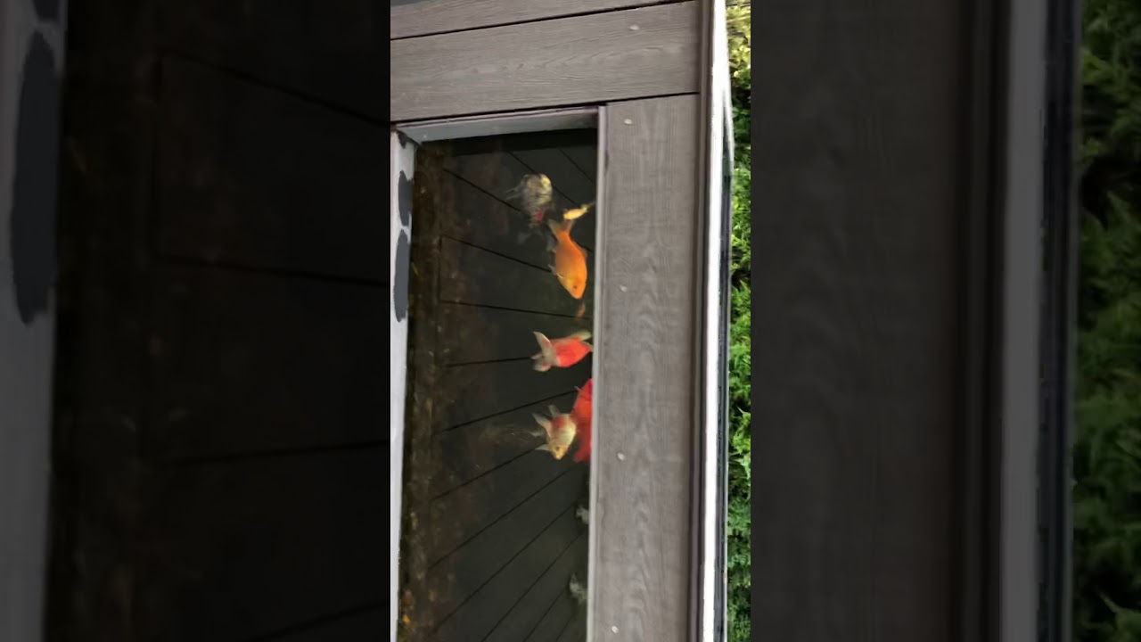 Cool raised pond with large viewing window part 3 - YouTube