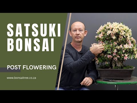 What to do after Satsuki bonsai flower