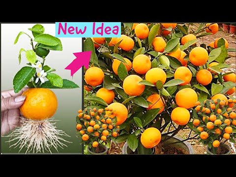 New Idea:How To Grow Orange Tree From Orange With Water|Grow Orange ...