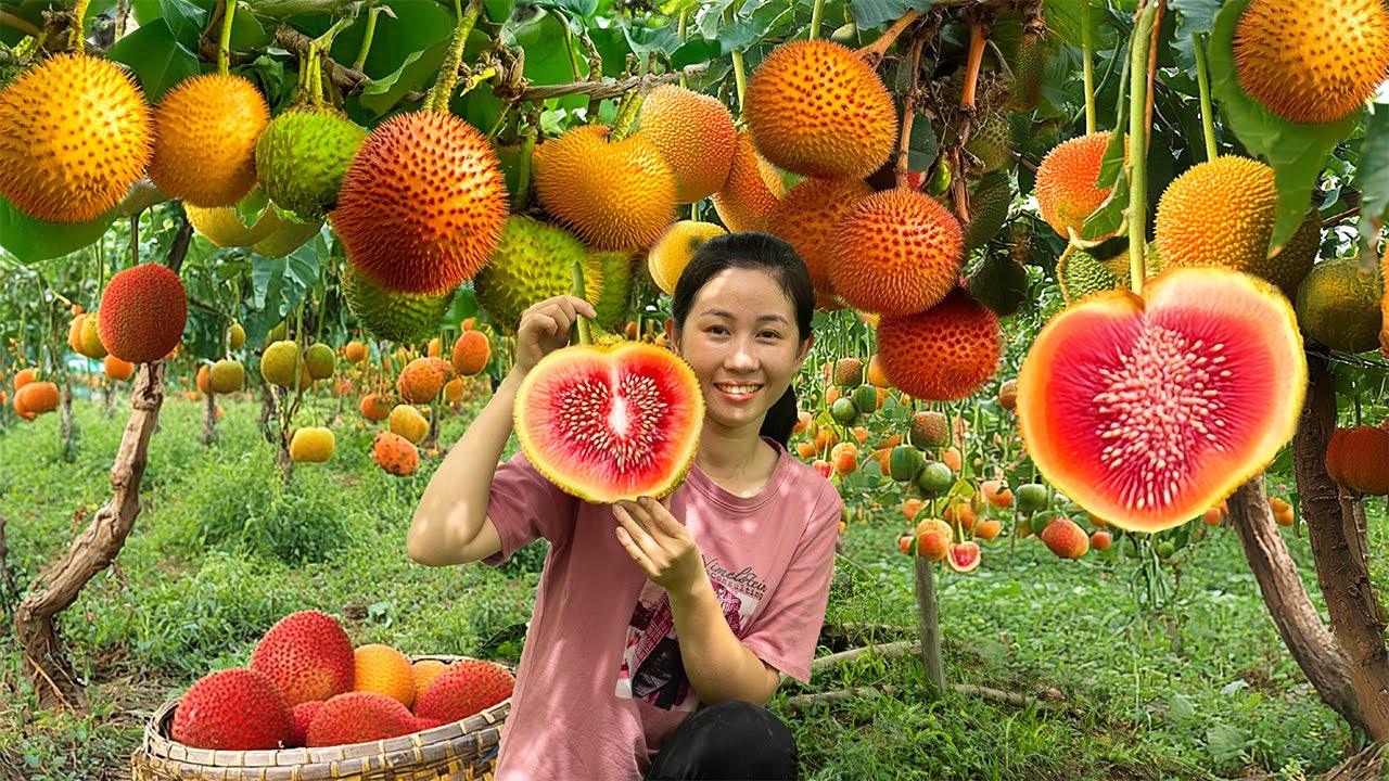 Harvesting MUTANT GAC Fruit & Cook Traditional Gac Sticky Rice Go ...