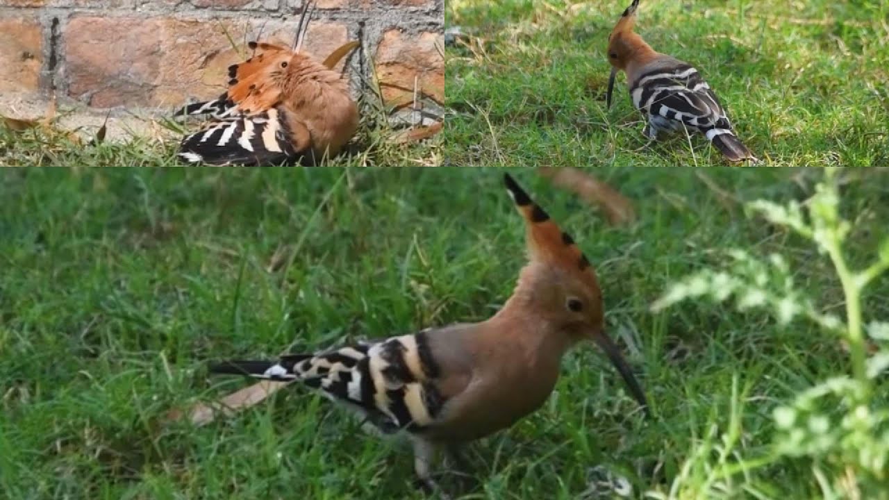 Hoopoe Bird:A Rare and Unique Beauty in the Wild|AviaryTales - YouTube