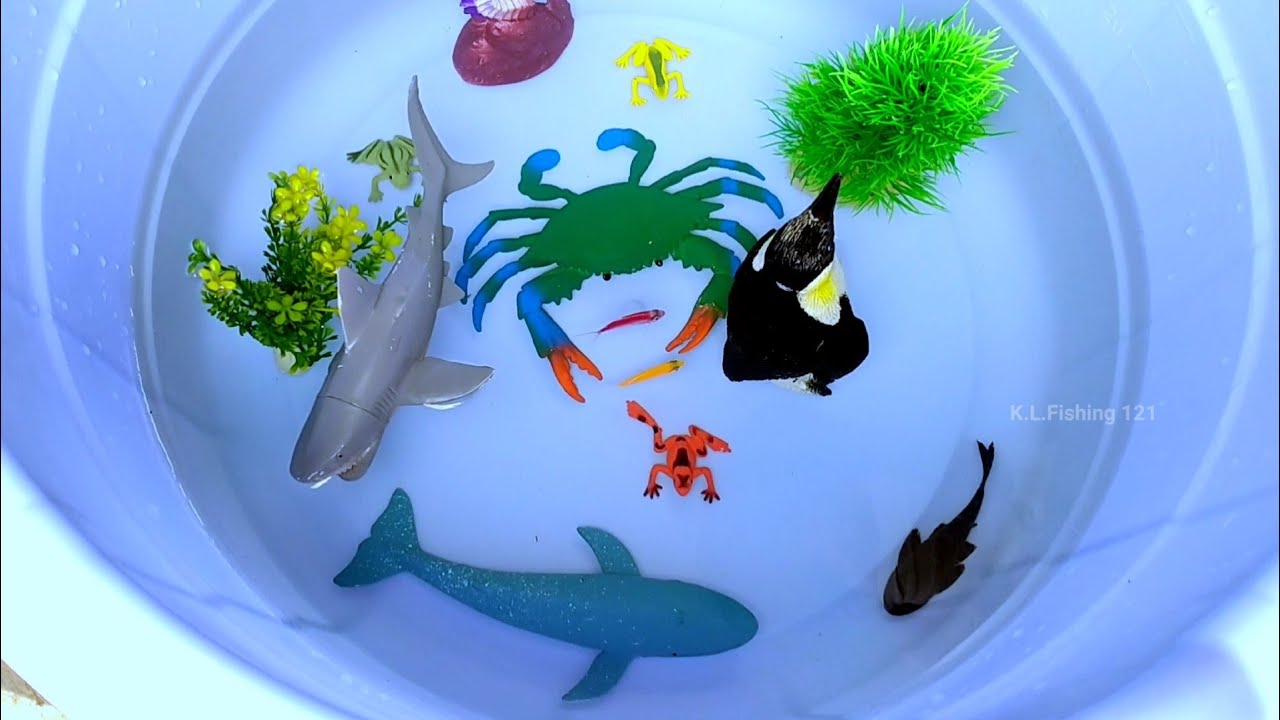 Collection of Cute Animals video, Fishing, Goldfish, Shark,small fish ...