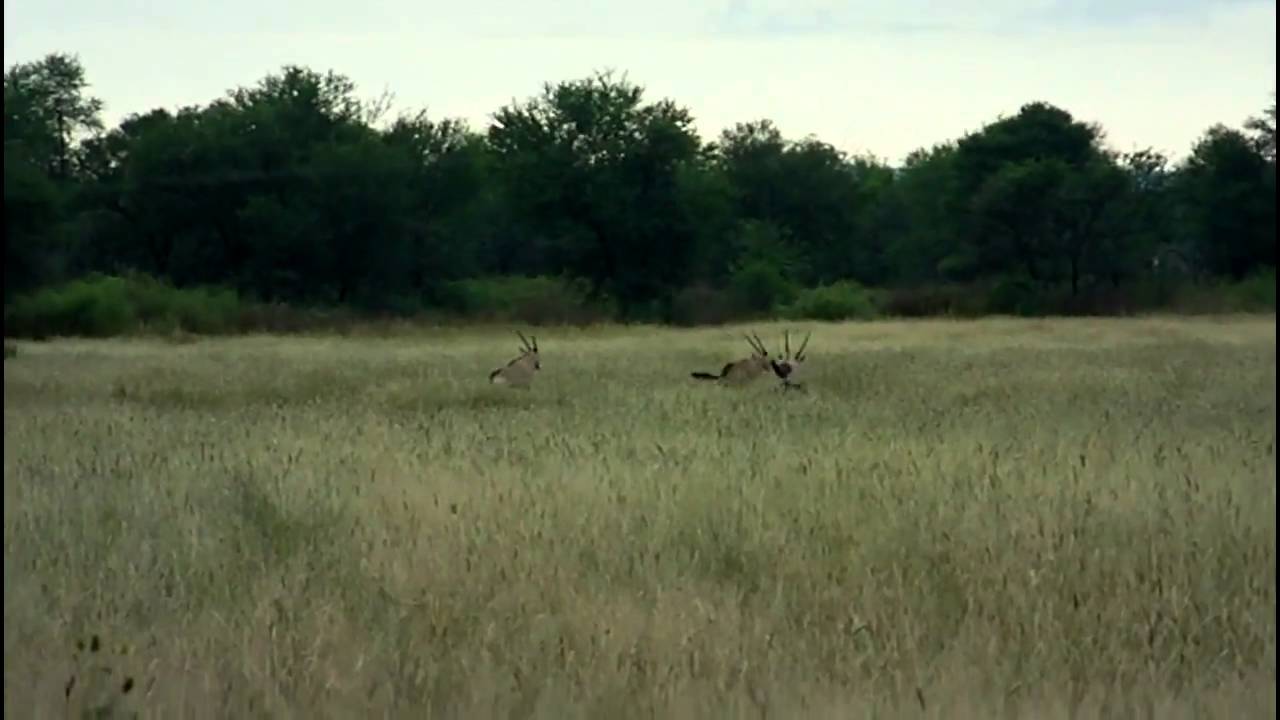 Big trophy Oryx in Namibia - YouTube