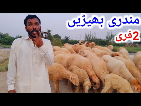 mundri Sheep full pragnat pure Nari farm ki nasle Bahray|||| prices and ...