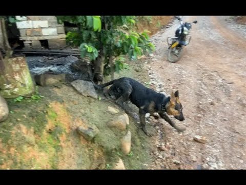 又掉进去了？？？这狗不能要了！ - YouTube