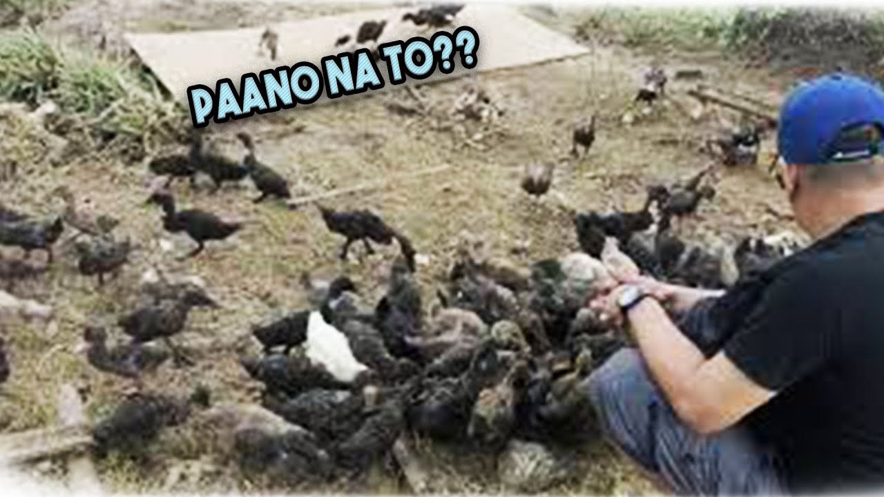 BUTAS ANG BULSA SA MGA ITIK. - YouTube