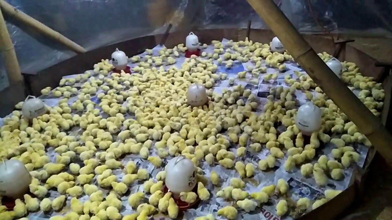 AWAL KEDATANGAN DOC BROILER - YouTube