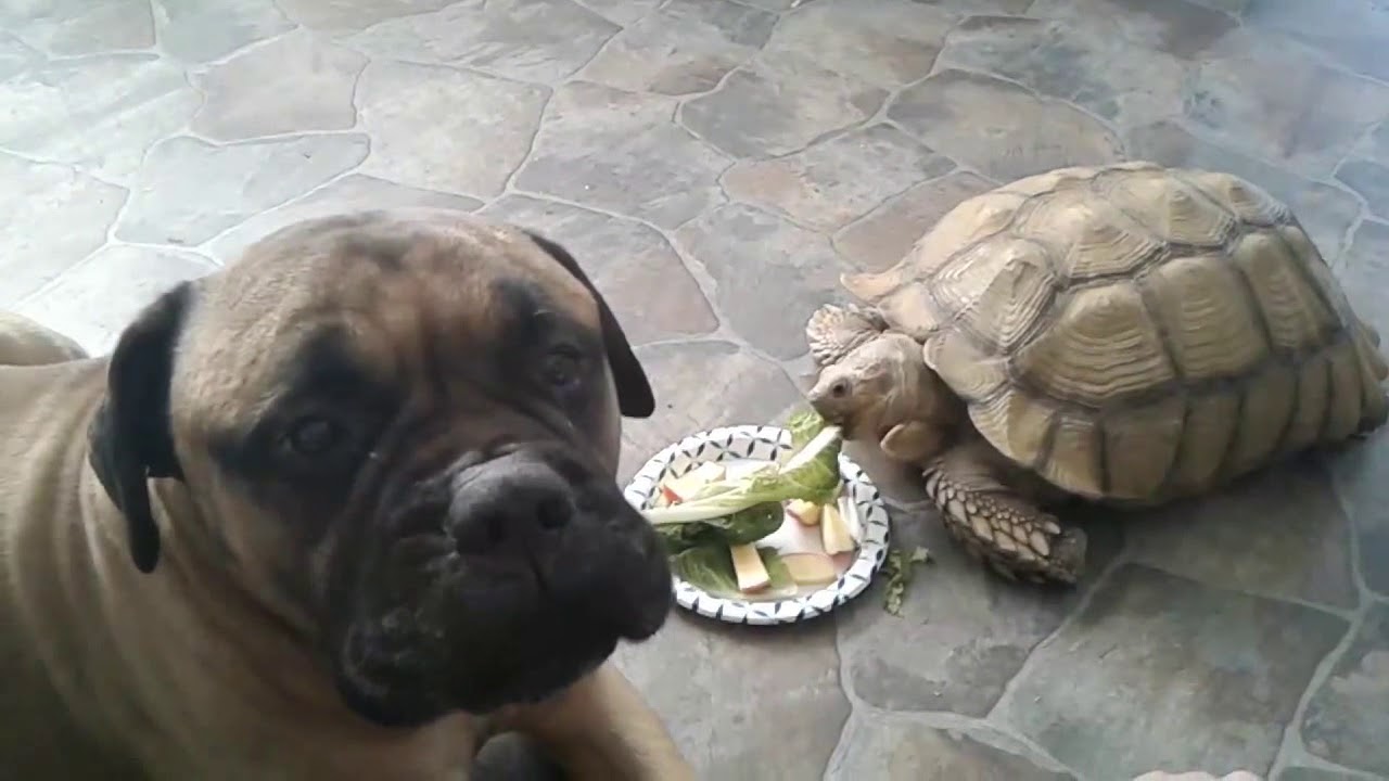 Tortoise and Dog eat together - YouTube