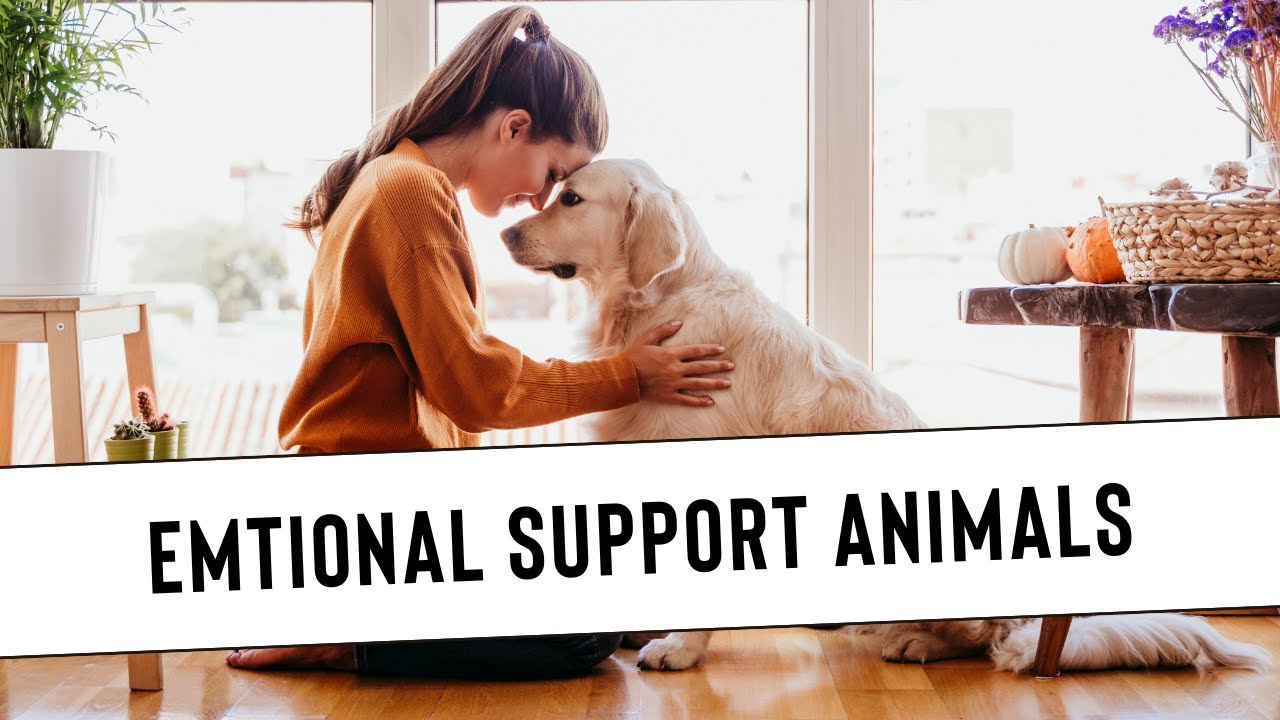 The Science Behind Emotional Support Animals and PTSD Recovery - YouTube