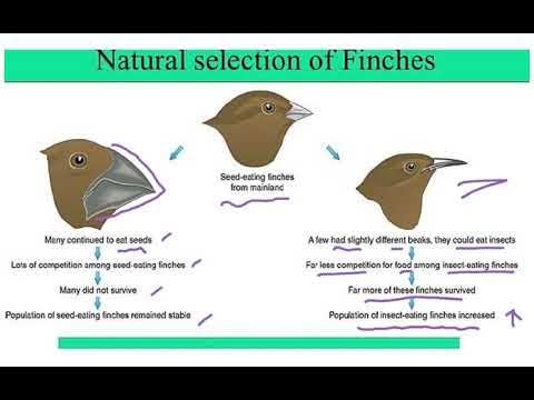 5090 CH 17 INHERITANCE VIDEO 3 SYLLABUS 2023 - YouTube