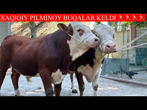 XAQIQIY PILMINOY BUQALAR KELDI 6/MILLION BONUS SHOSHILING🏃🏃