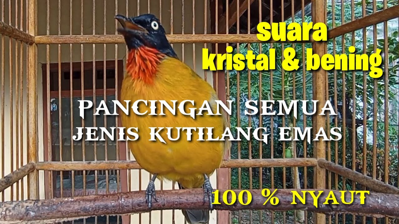 suara kutilang emas gacor, pancingan semua jenis kutilang emas - YouTube