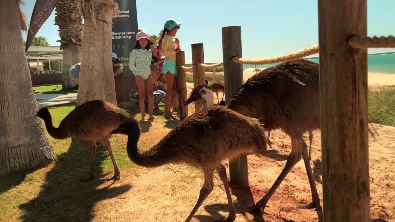 Emu Father Takes Family to the Beach || Viralhog - YouTube