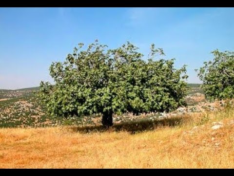 THE FIG TREE GENERATION Episode 2 - YouTube