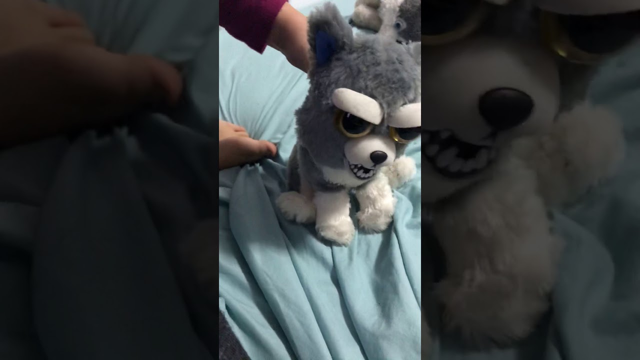 Feisty pets adventures part 1 - YouTube