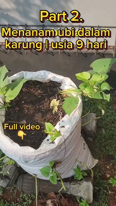 Part 2. Tips menanam ubi dalam karung🚦Usia 9 hari.#shorts #menanamubi #berkebun #berkebundirumah ...