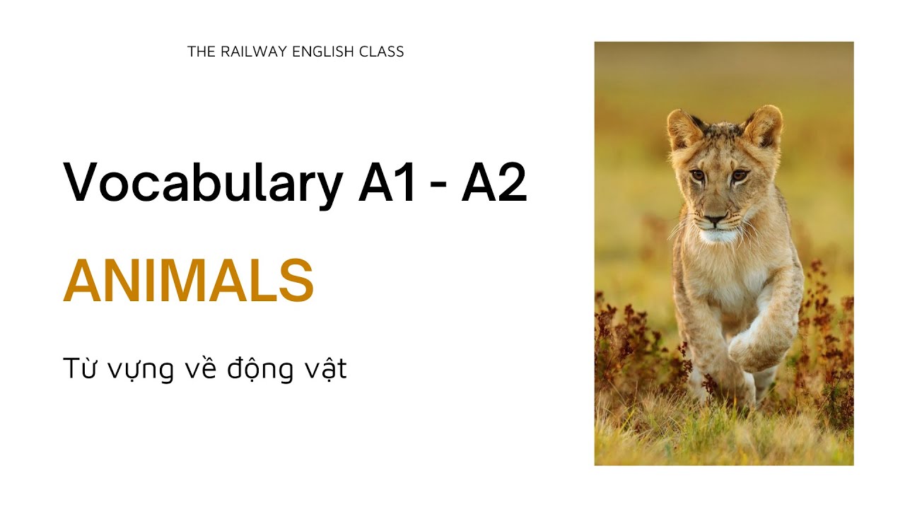 Vocabulary A1, A2 | Animals - Động vật - YouTube