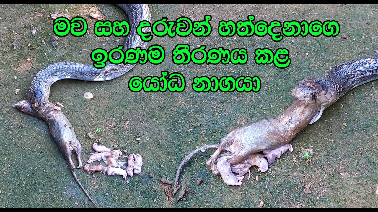 The giant cobra that swallowed eight rats - YouTube