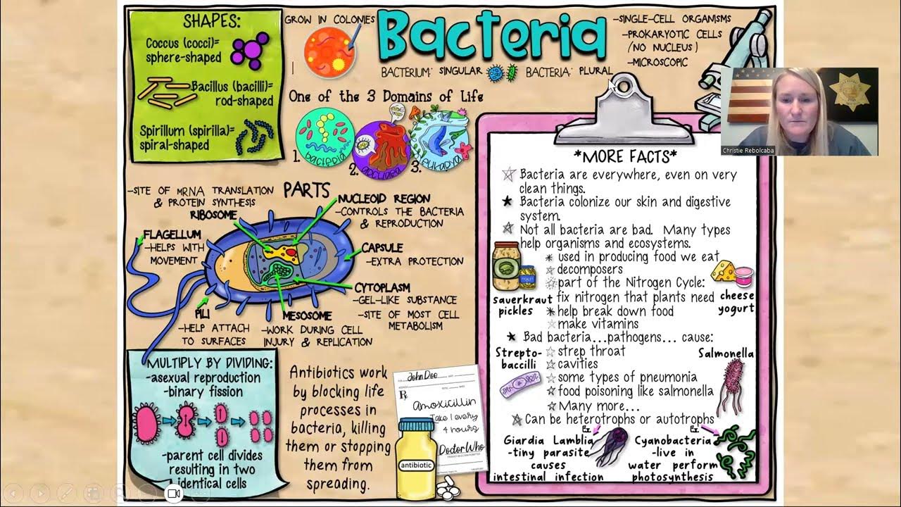 Bacteria Doodle Notes 7th Grade - YouTube