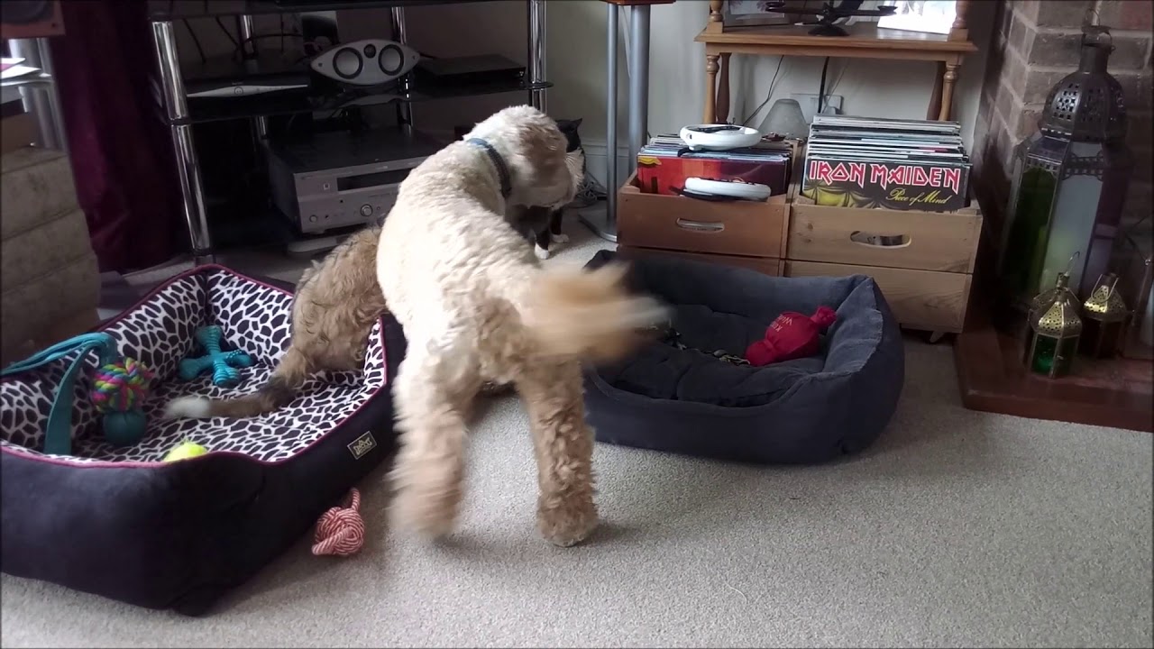 Dougie Welsh Colliepoo First 10 months - YouTube