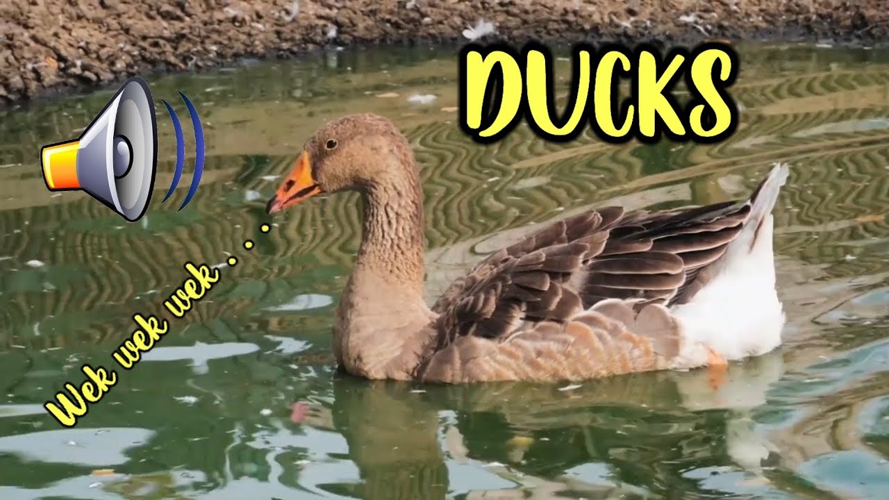 Ducks Sound || All about animal sounds - YouTube