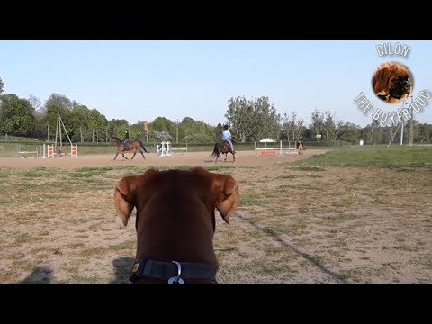Boxer dog meets horses for the first time - YouTube