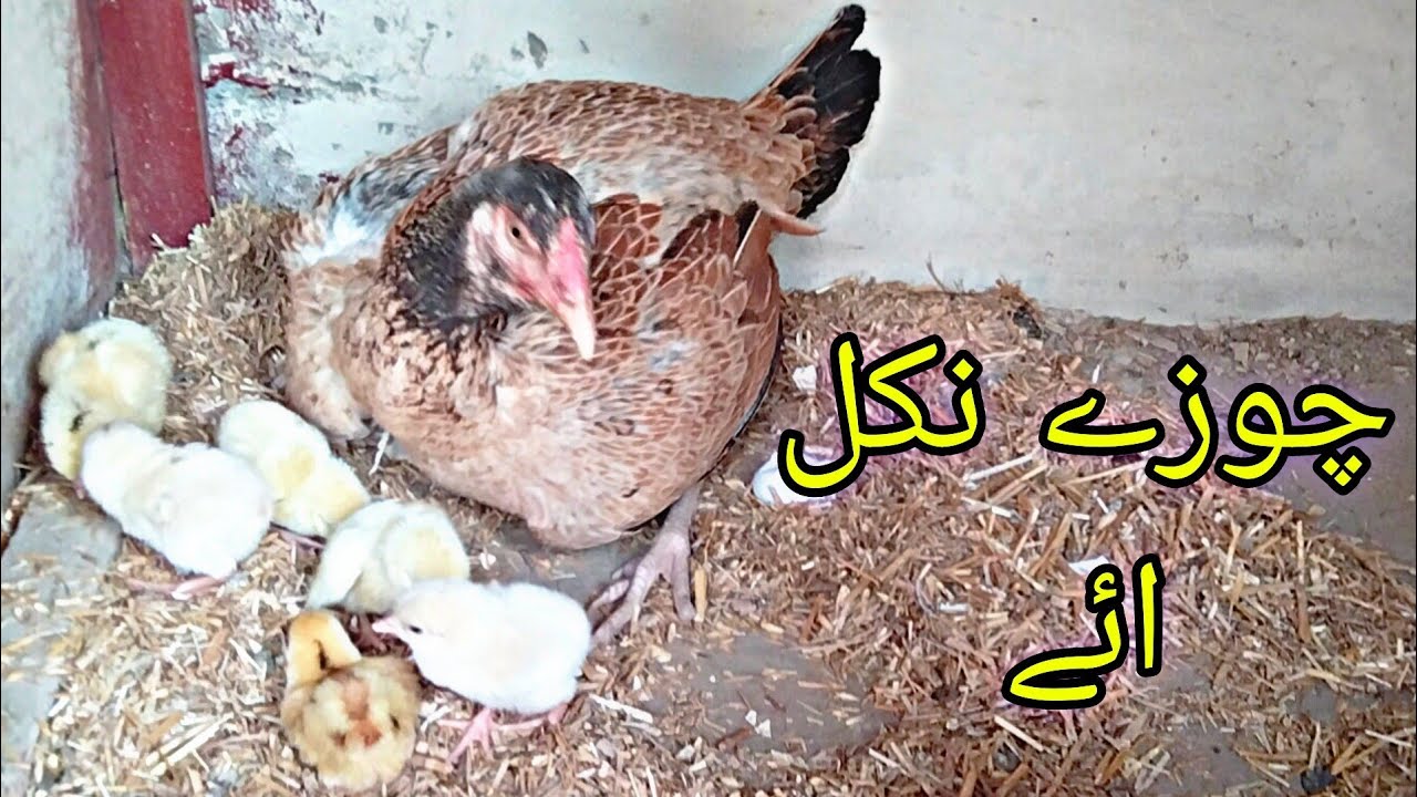 Alhamdulillah Chuzay nikal aye || first diet of new born chicks - YouTube