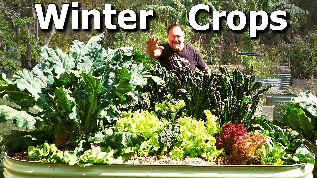 What Vegetable Crops I'm Growing and Sowing NOW in WINTER Garden - YouTube