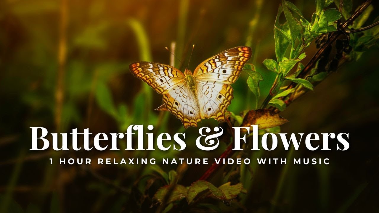 1 HOUR | Relaxing Butterflies and Flowers Nature Video with Nature ...