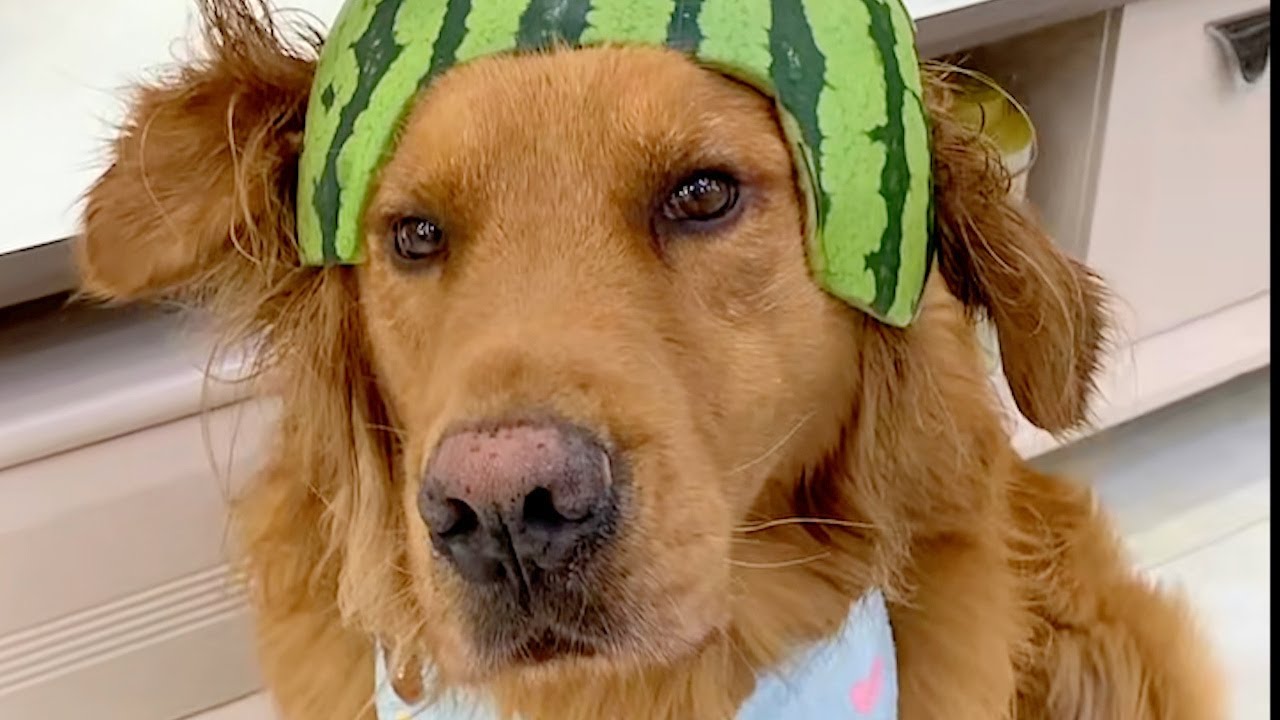 Duoduo：I‘ve found my father's weakness.🤭🤭🤭#dog #puppy #pet #cutedog ...