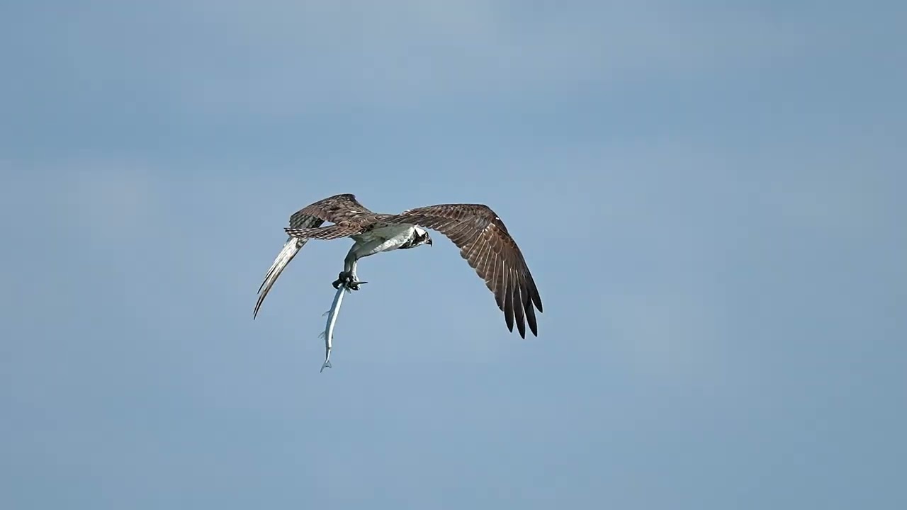NEEDLEFISH ON OSPREY - YouTube
