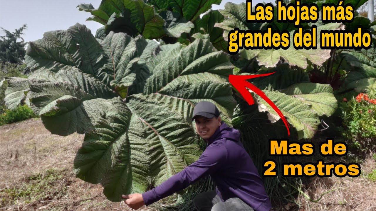 la PLANTA con las hojas más grande del mundo en mi HUERTO. El Salvador ...